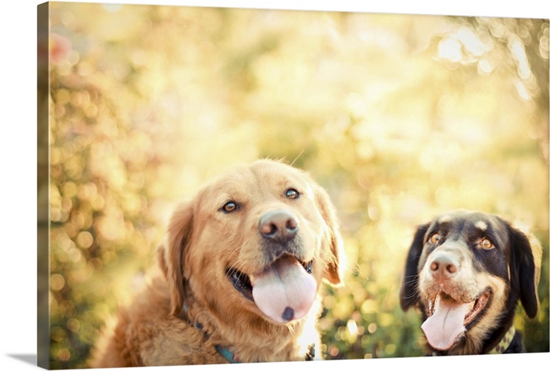 Golden Retriever and Basset Hound Mix. | Great Big Canvas