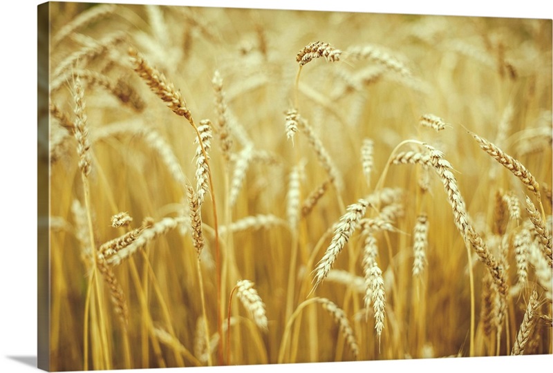 Golden Rey Field | Great Big Canvas