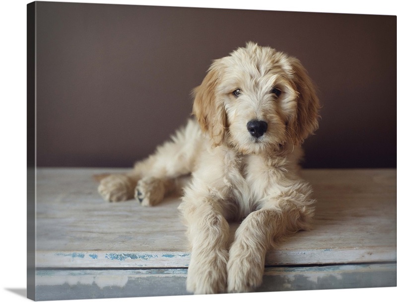Goldendoodle laying a wooden table | Great Big Canvas