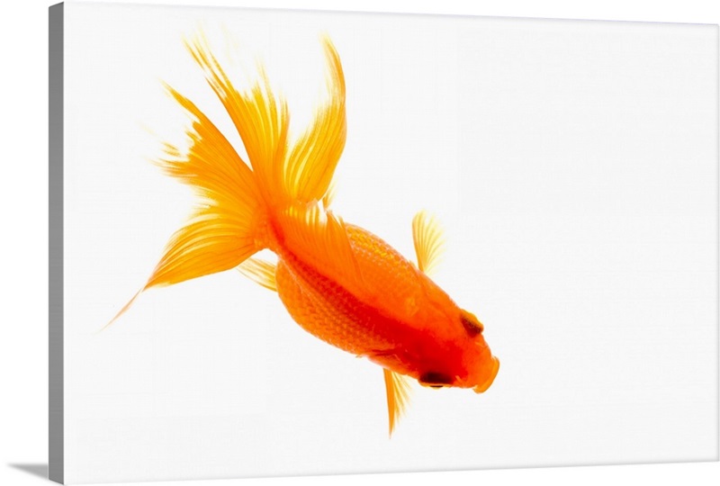 Goldfish, overhead view | Great Big Canvas
