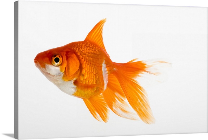 Goldfish, side view | Great Big Canvas