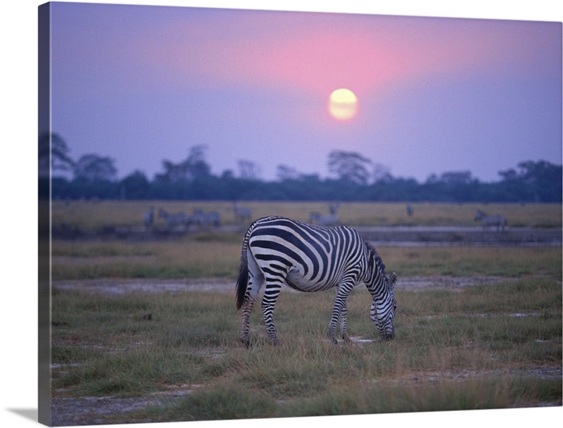 Grant Zebra | Great Big Canvas