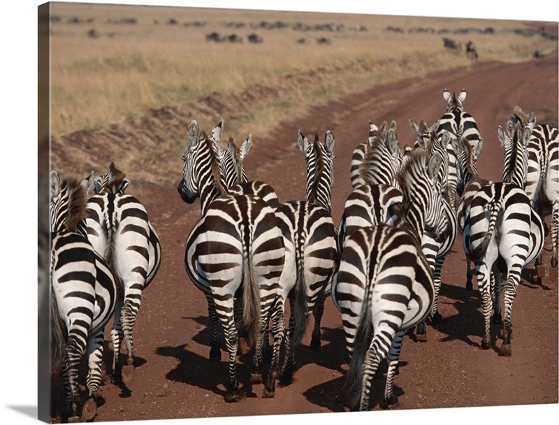 Grant Zebra | Great Big Canvas