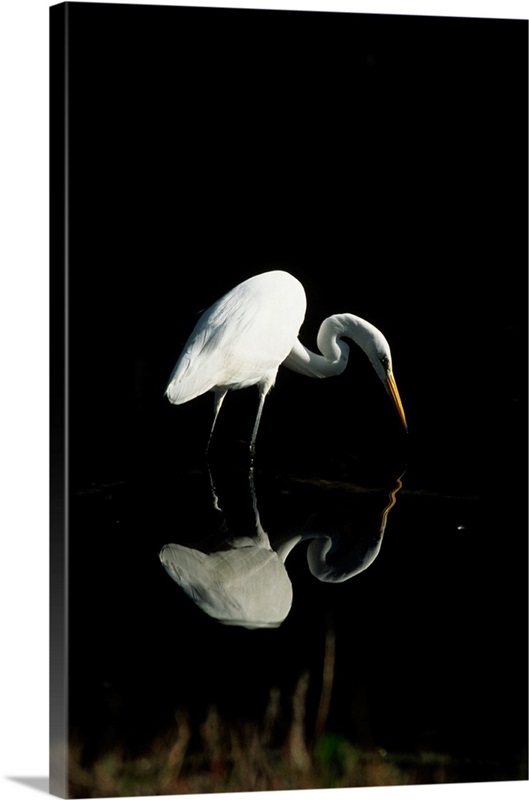 Great Egret Wall Art, Canvas Prints, Framed Prints, Wall Peels | Great ...
