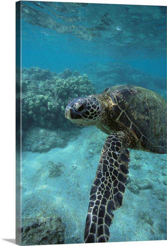 Green Sea Turtle Swimming | Great Big Canvas