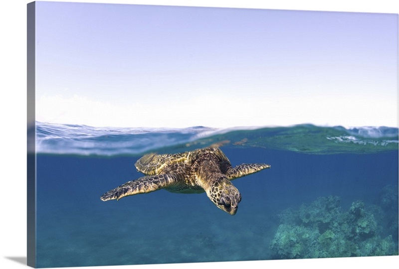 Green Sea Turtle underwater above and below split view. Snorkeling in ...