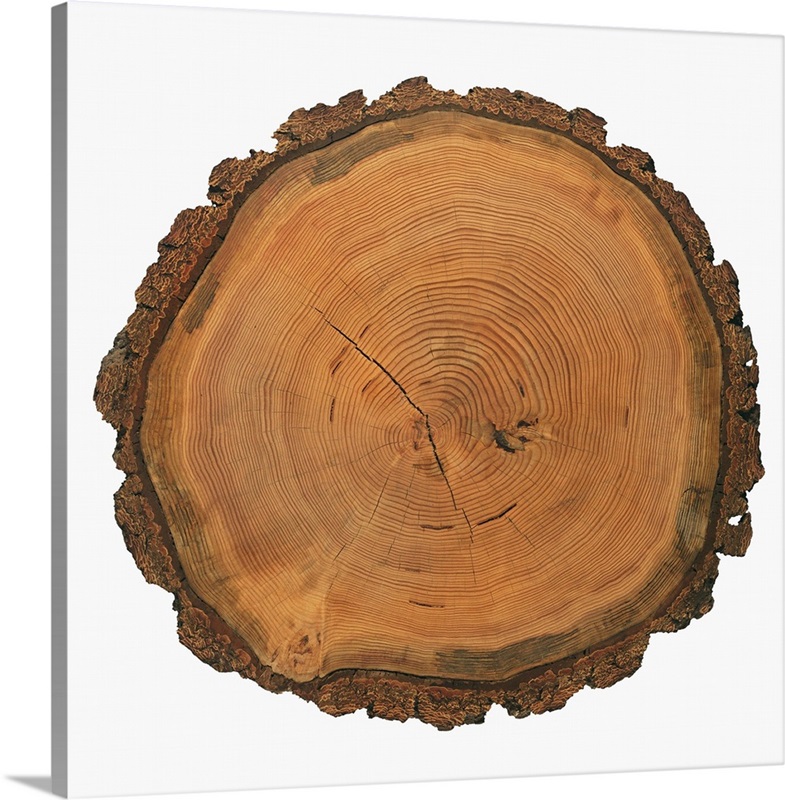 Growth rings of a tree | Great Big Canvas