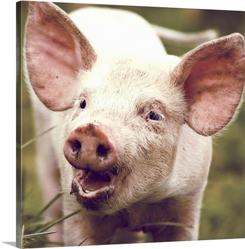 Happy little piglet. | Great Big Canvas