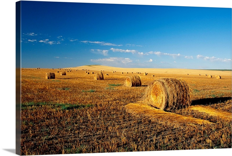 Hay field, North Dakota | Great Big Canvas
