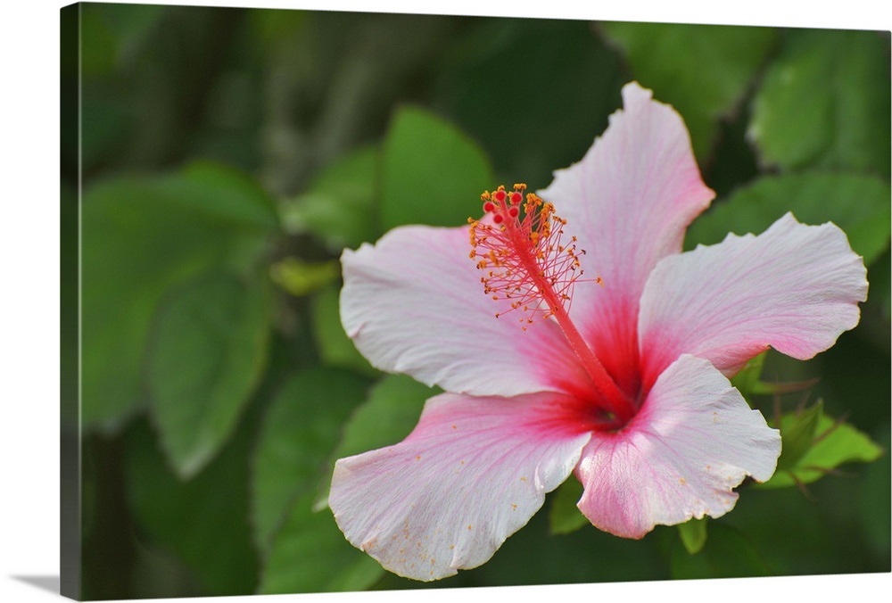 Hibiscus Flower Wall Art, Canvas Prints, Framed Prints, Wall Peels ...