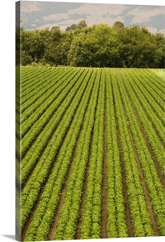 High angle view of a farm, California, USA | Great Big Canvas