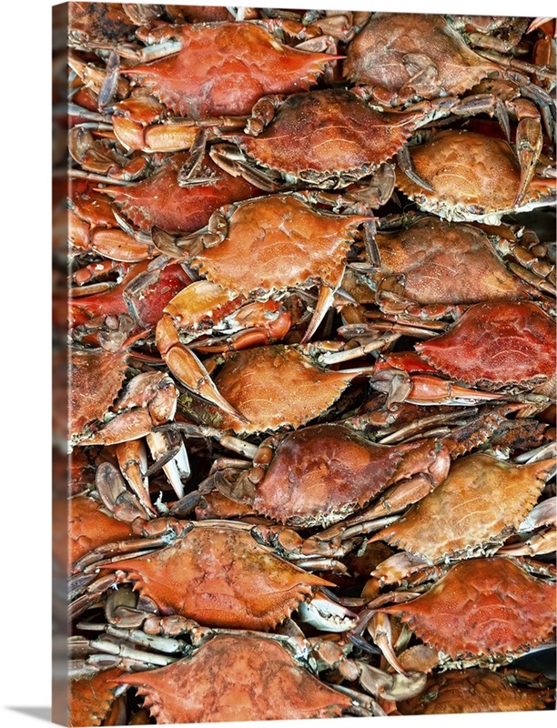 Hot fresh Crabs ready to eat right out of cooker. | Great Big Canvas