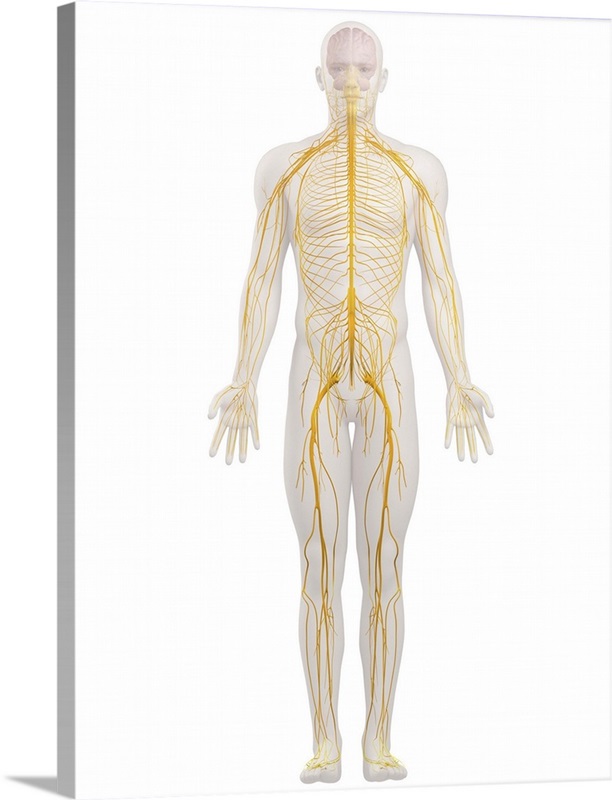 Human nervous system, computer artwork. | Great Big Canvas