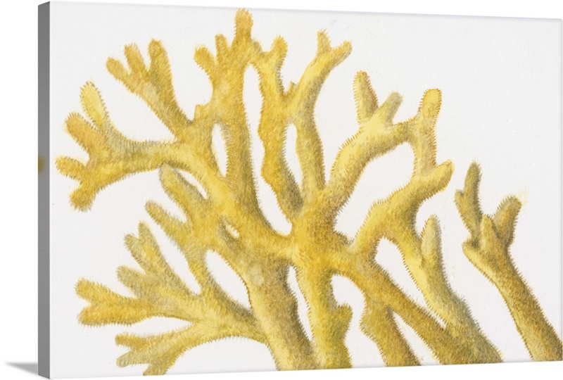Illustration of yellow coral | Great Big Canvas