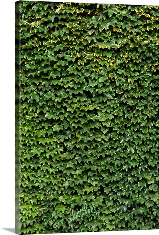Ivy on a Wall | Great Big Canvas