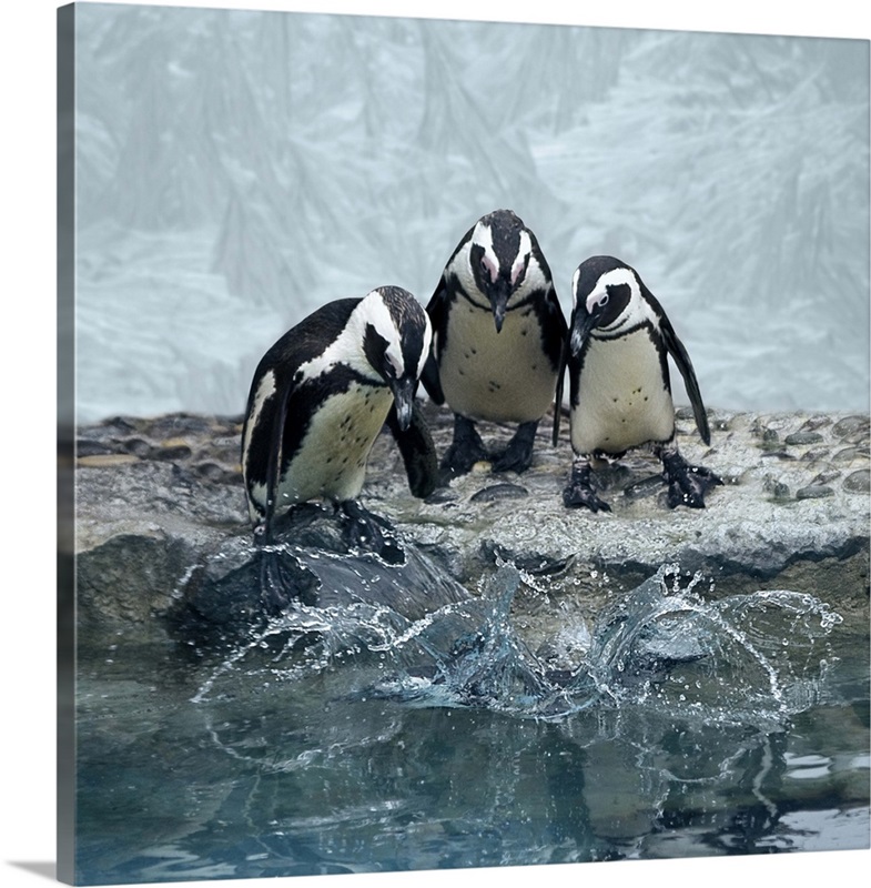Jackass penguins overlooking water before diving all together. | Great ...