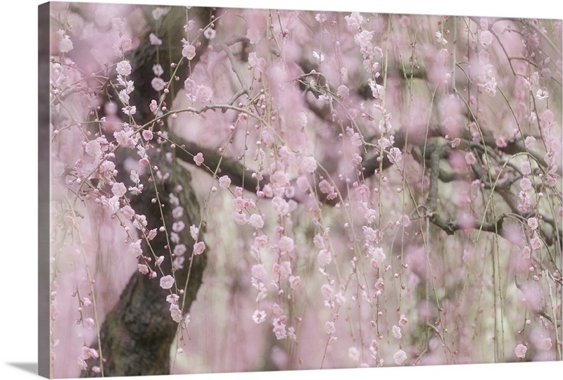 Japanese plum trees in full blossom, Japan | Great Big Canvas