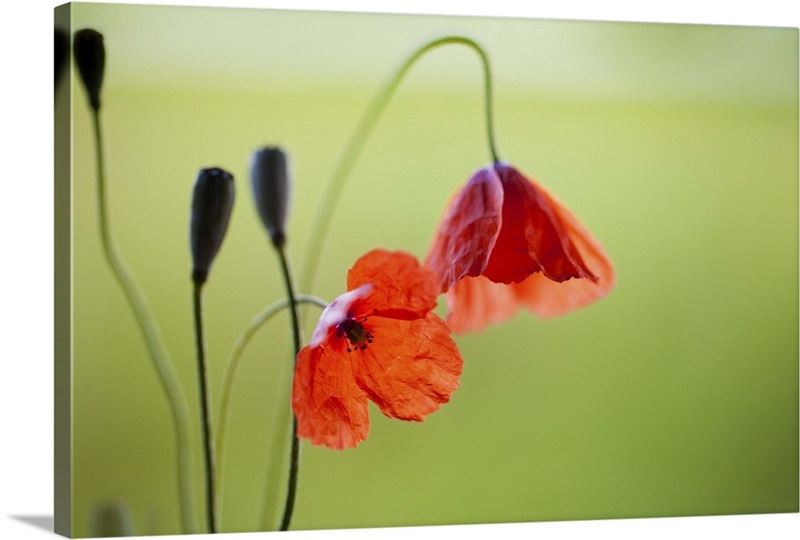 Jewels of nature popping up on roadside. | Great Big Canvas