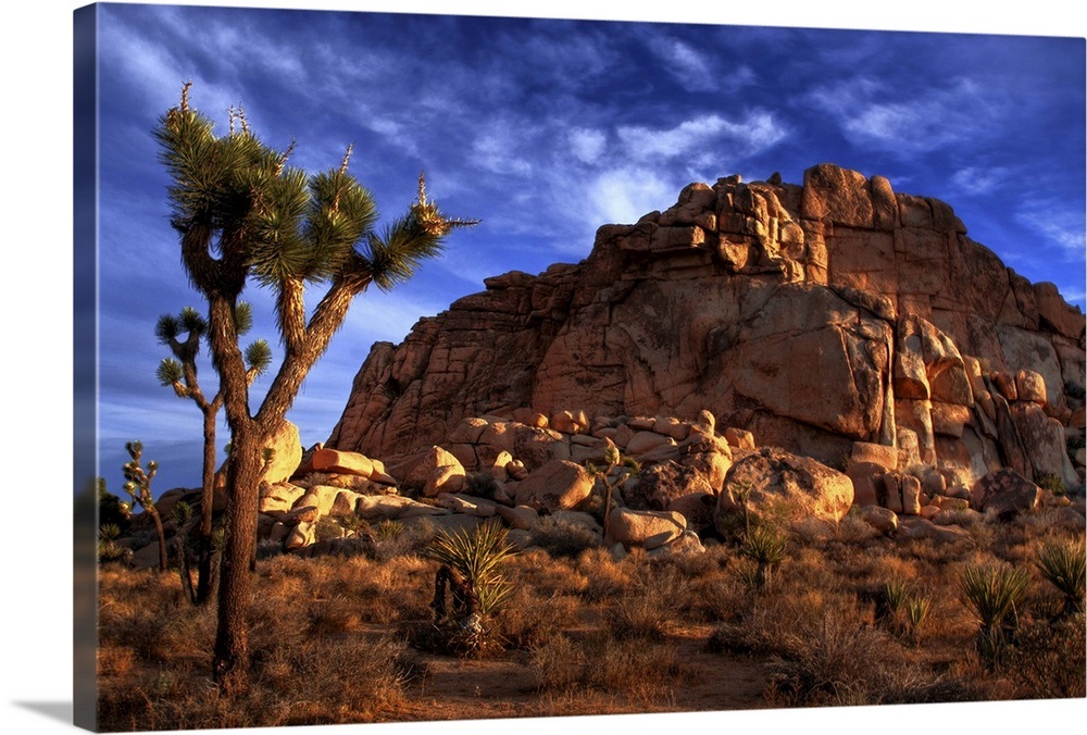 Joshua Tree and Rock Pile Wall Art, Canvas Prints, Framed Prints, Wall ...