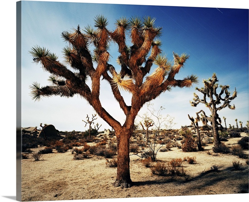 Joshua Tree in desert | Great Big Canvas