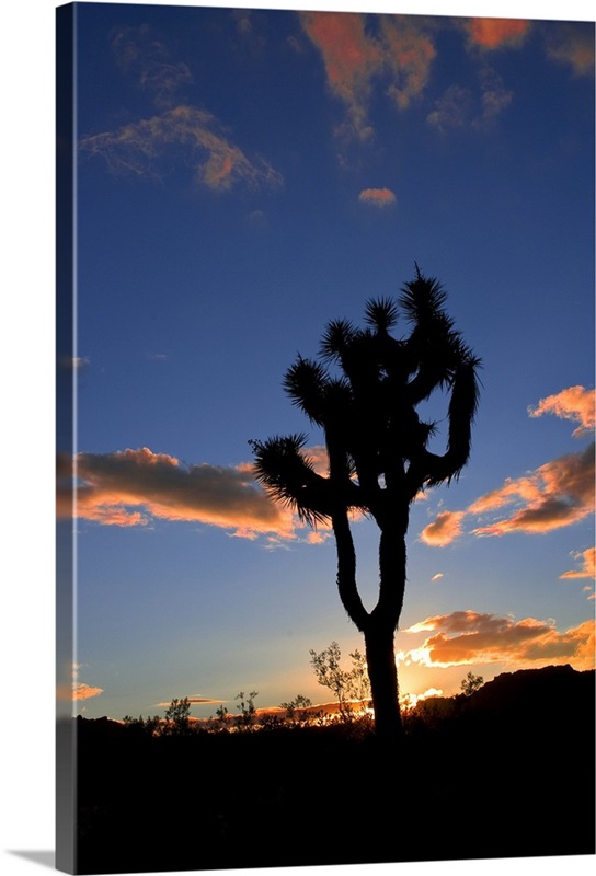 Joshua Tree Sunset | Great Big Canvas