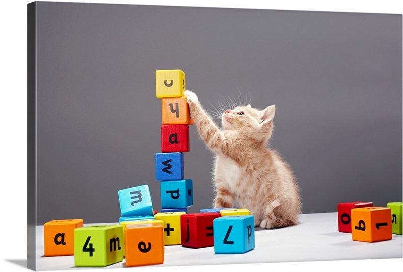 Kitten playing with building blocks | Great Big Canvas
