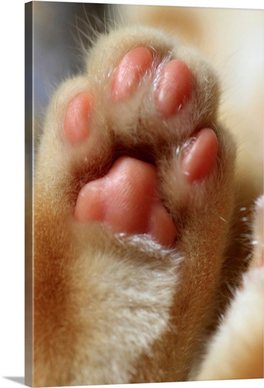 Kitten's Pow | Great Big Canvas