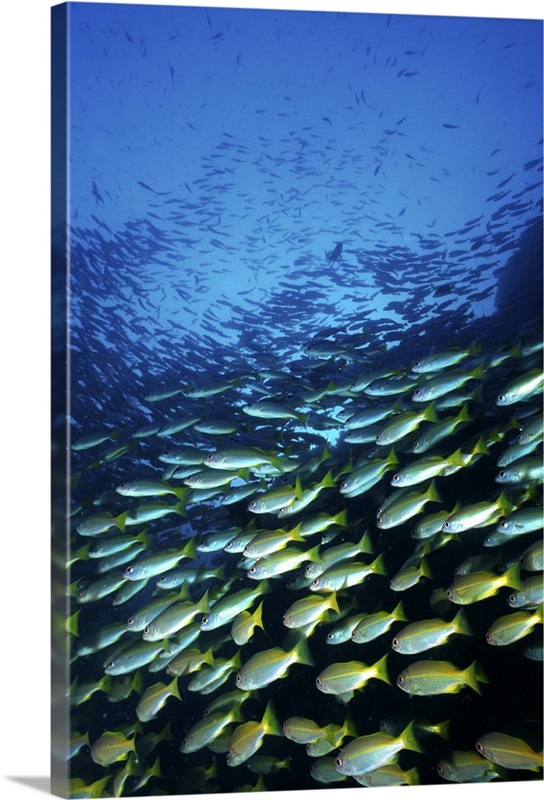 Large group of Bigeye Snapper fish swimming underwater, Thailand ...