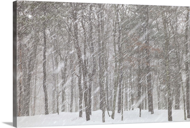 Large snowflakes of first snow falling in deciduous forest | Great Big ...