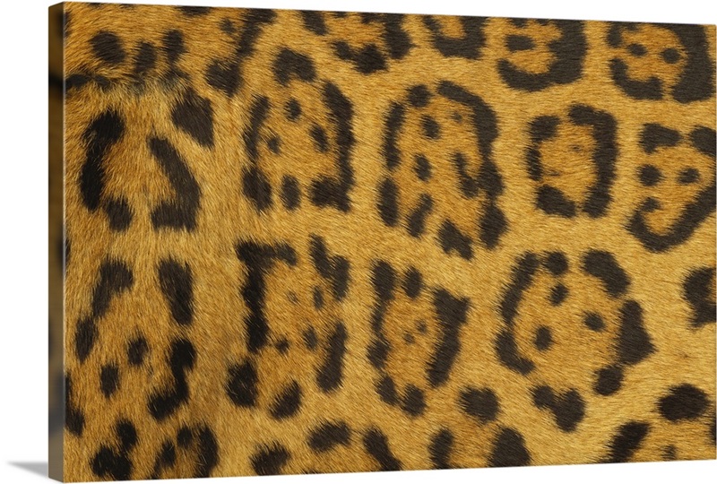 Leopard Fur | Great Big Canvas