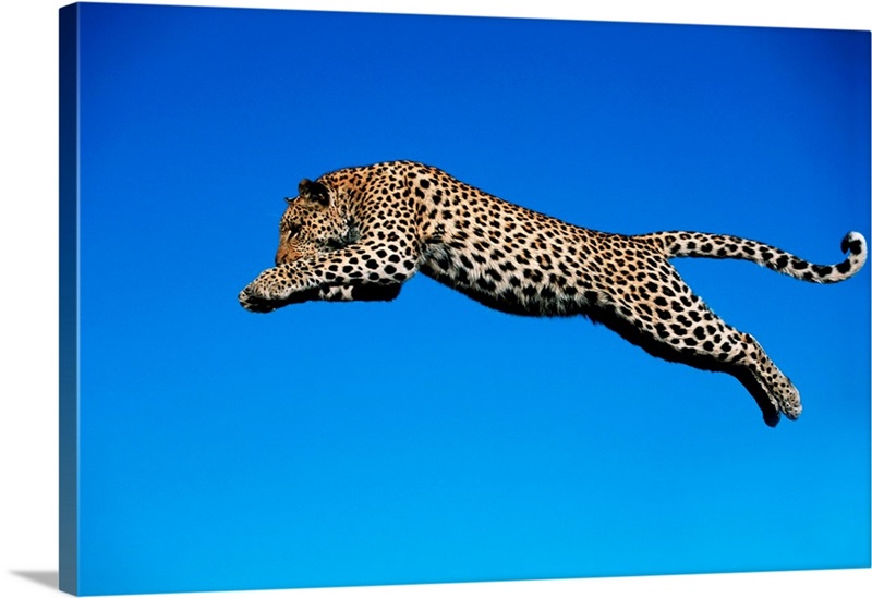Leopard Jumping | Great Big Canvas