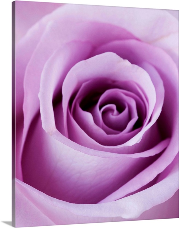 Light Purple Rose | Great Big Canvas