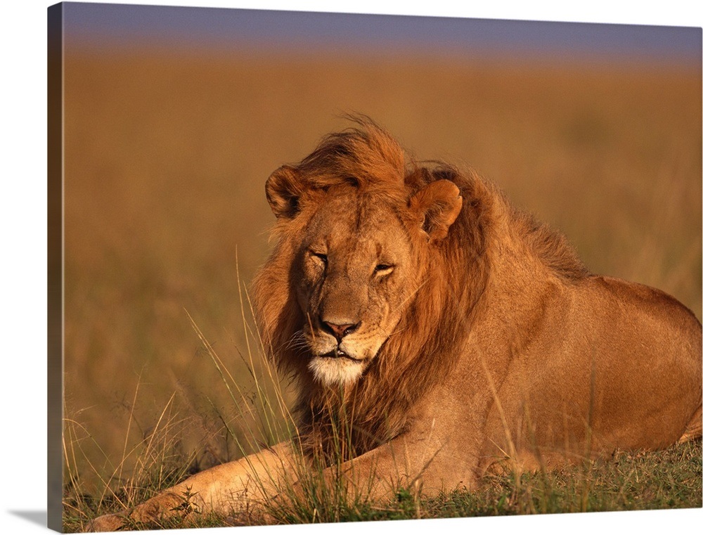 Lion Wall Art, Canvas Prints, Framed Prints, Wall Peels | Great Big Canvas