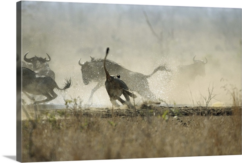 Lion running after its prey in the savanna | Great Big Canvas