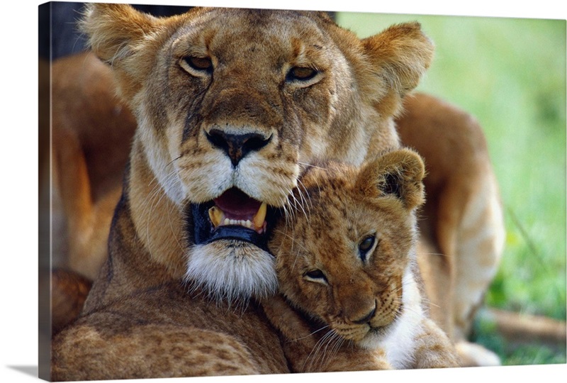 Lioness With Cub | Great Big Canvas