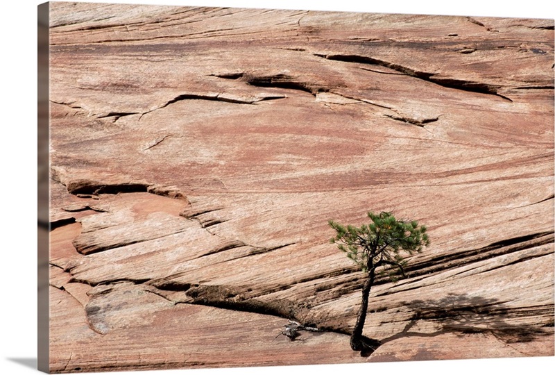 Lone Tree Growing In Rock Formation | Great Big Canvas