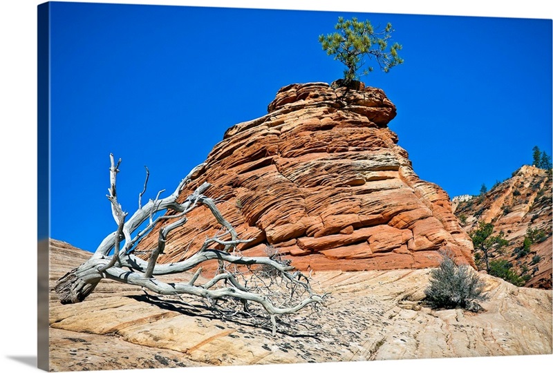 Lonely Cypress Tree in Zion National Park II | Great Big Canvas