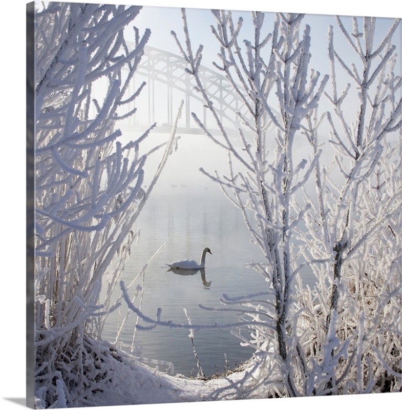 Lonely swan in ice snow covered landscape with bridge in background ...