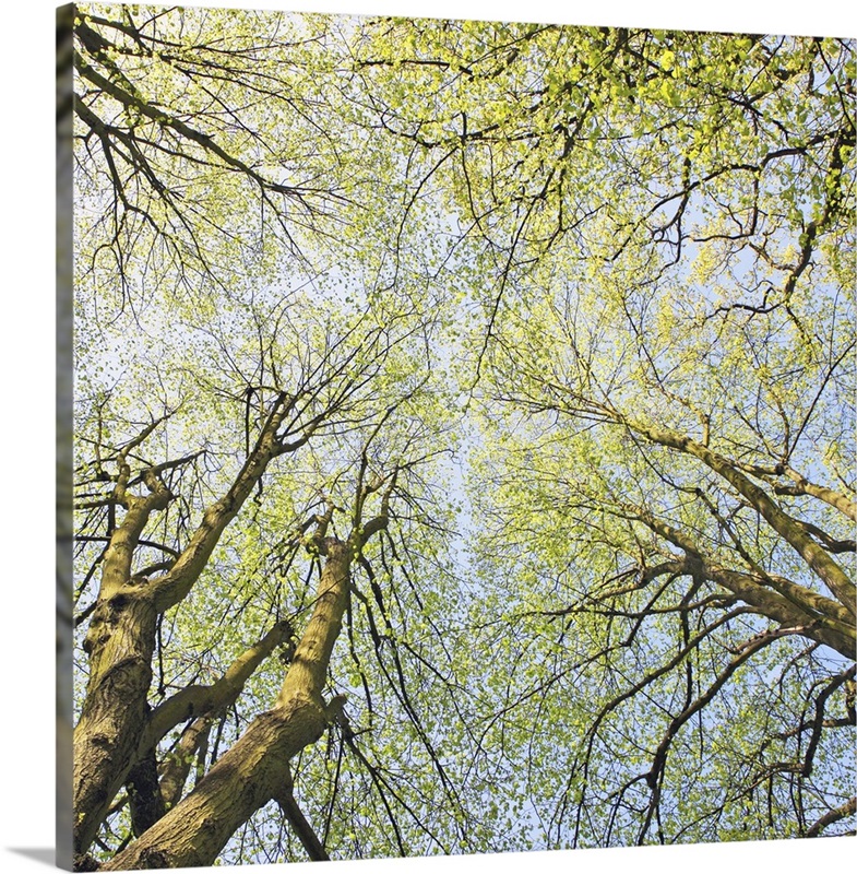 Looking up at tree tops in woodland. | Great Big Canvas