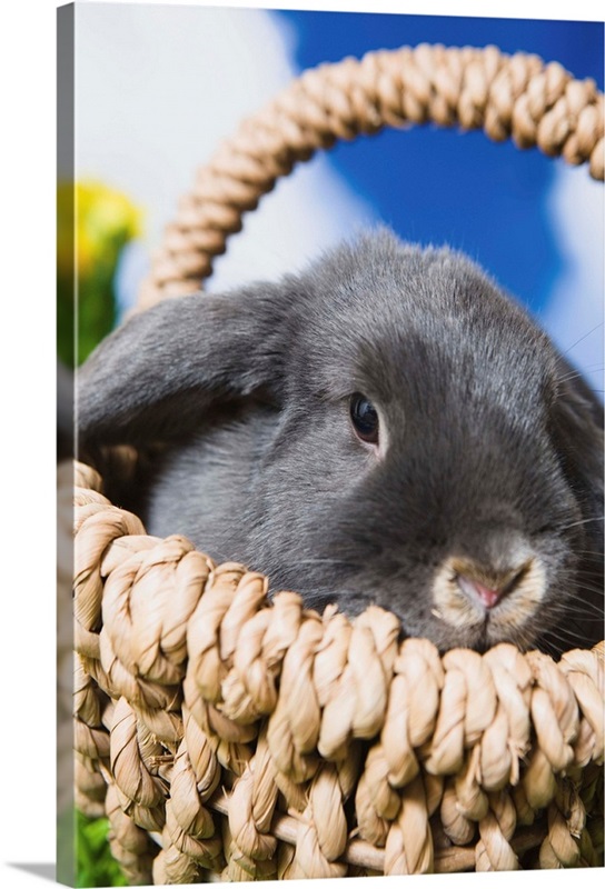 Lop-Eared Easter Bunny | Great Big Canvas