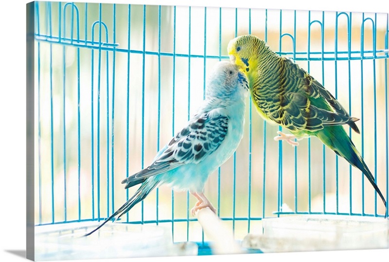 Lovely parakeet couple kiss each other in cage. | Great Big Canvas