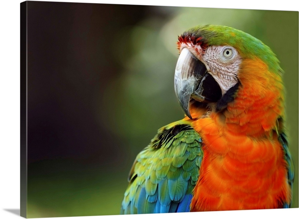 Macaw Wall Art, Canvas Prints, Framed Prints, Wall Peels | Great Big Canvas