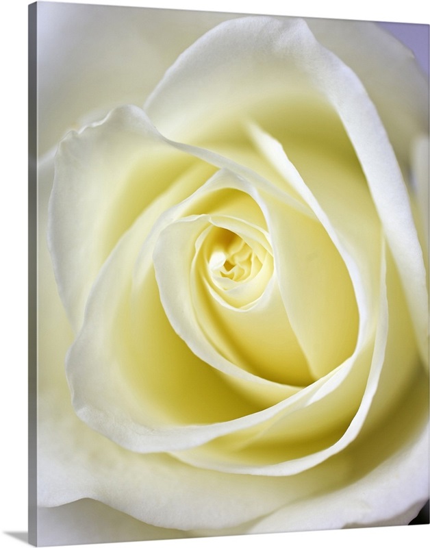 Macro image of the inside of a white rose. | Great Big Canvas