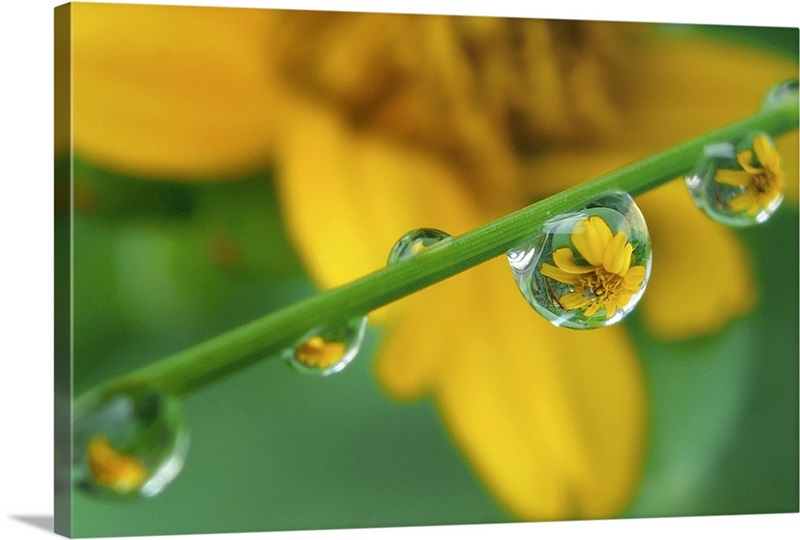 Macro shot of rain drops on a tiny grass with flower reflection in them ...