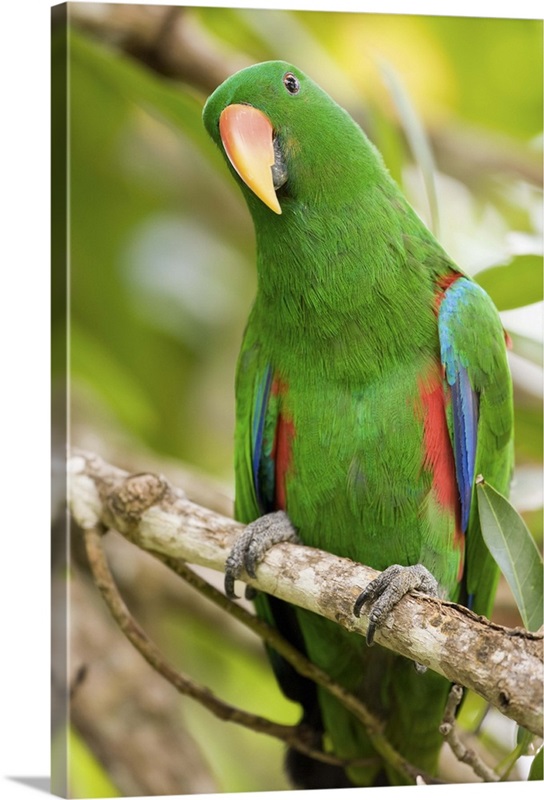 Male Eclectus Parrot, Papua New Guinea, Oro Province | Great Big Canvas