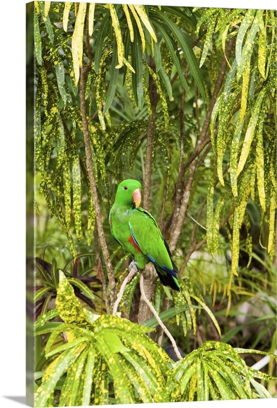 Male Eclectus Parrot, Papua New Guinea, Oro Province | Great Big Canvas