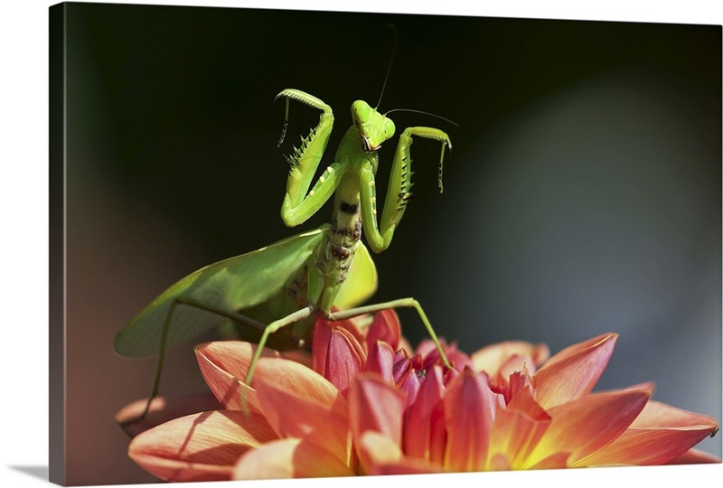 Mantis dancing on dahlia | Great Big Canvas