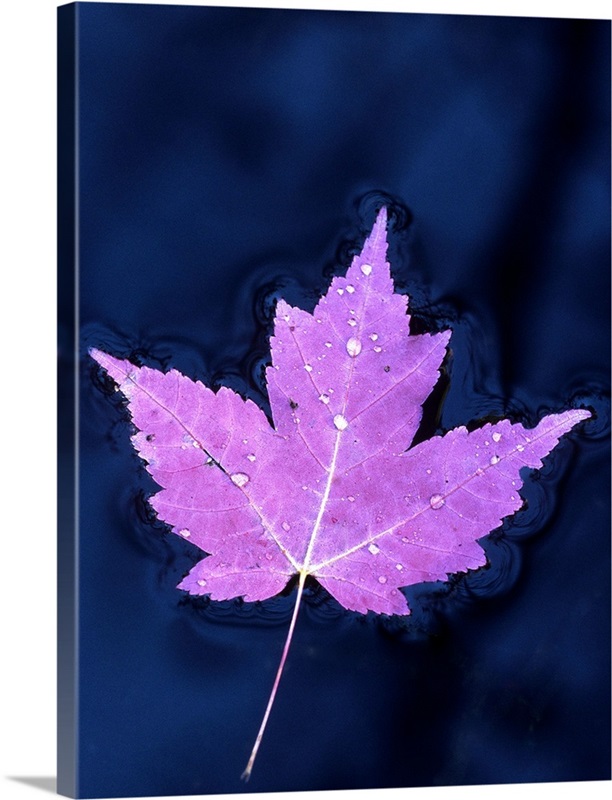 Maple Leaf floating in water, Grass Bay Nature Conservancy Natural Area ...