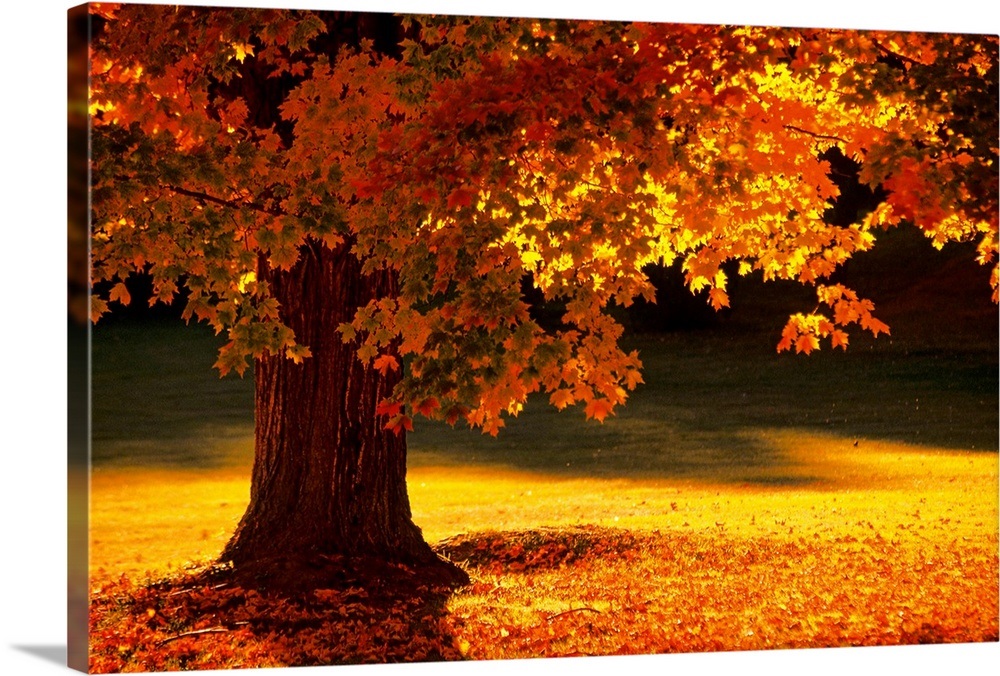 Maple tree , Bennington , Vermont Wall Art, Canvas Prints, Framed ...