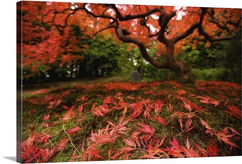 Maple tree in fall Wall Art, Canvas Prints, Framed Prints, Wall Peels ...